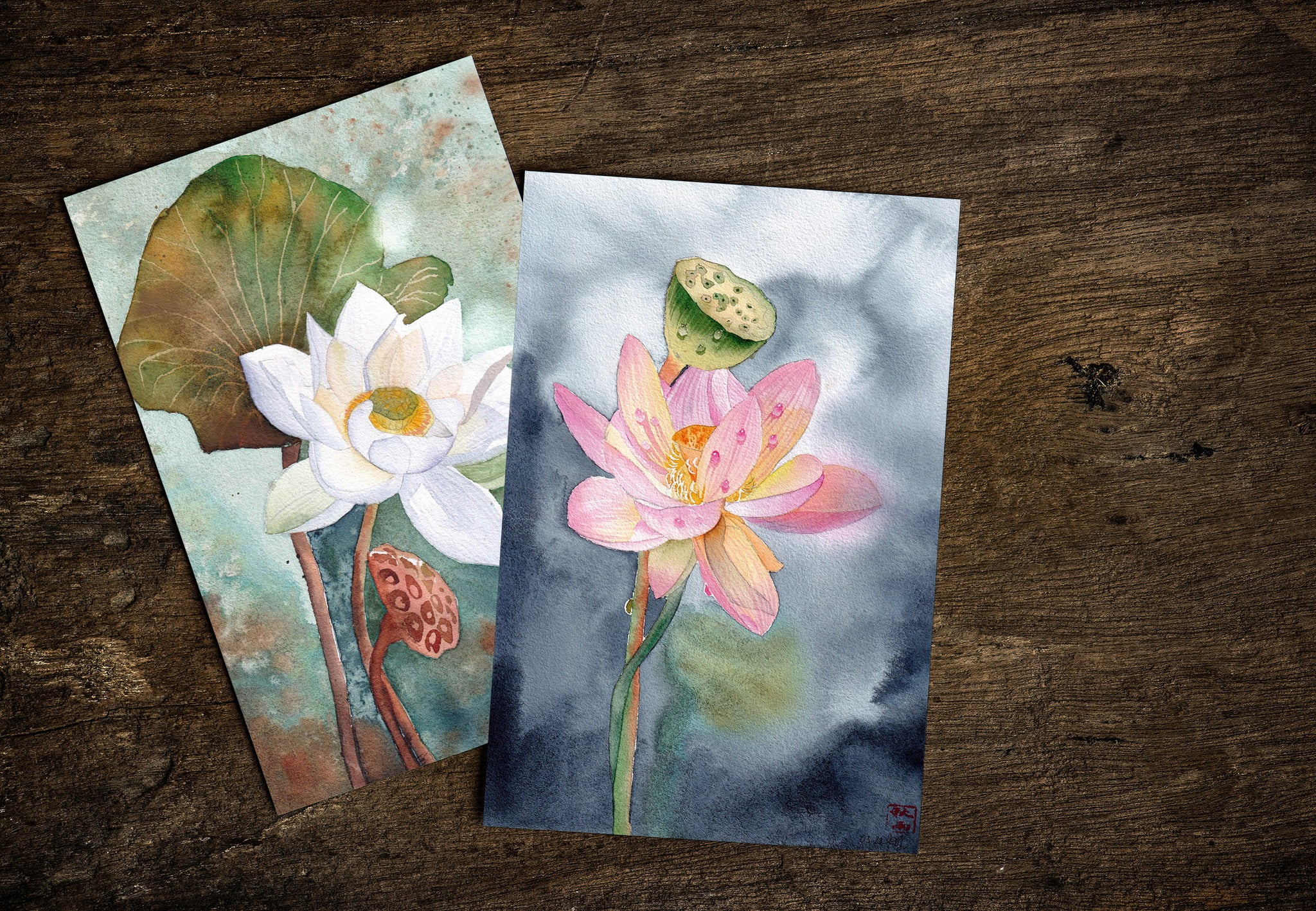 Vẽ Hoa sen trắng Màu nước - Picassia